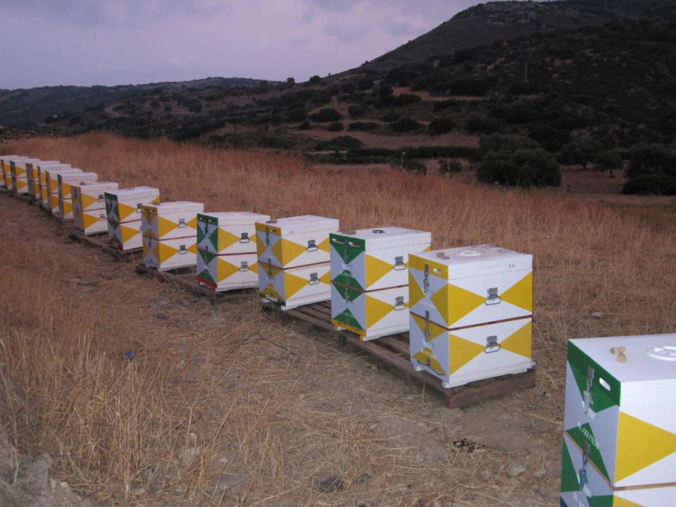 ΜΕΛΙΣΣΟΚΟΜΙΑ ΝΑΞΟΥ-NAXOS BEE: ΕΙΚΟΝΕΣ ΑΠΟ ΤΟ ΜΕΛΙΣΣΟΚΟΜΕΙΟ ΜΟΥ ΣΕ ...