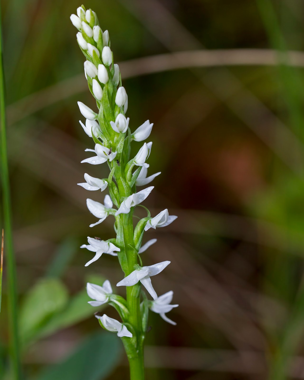 SPEED OF A PLANT: Wisconsin Orchids 2017