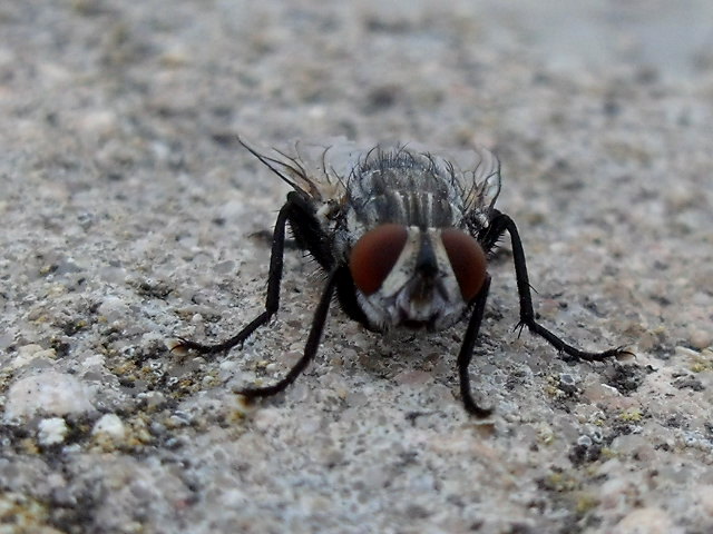 VILLENATURA: Sarcophaga carnaria