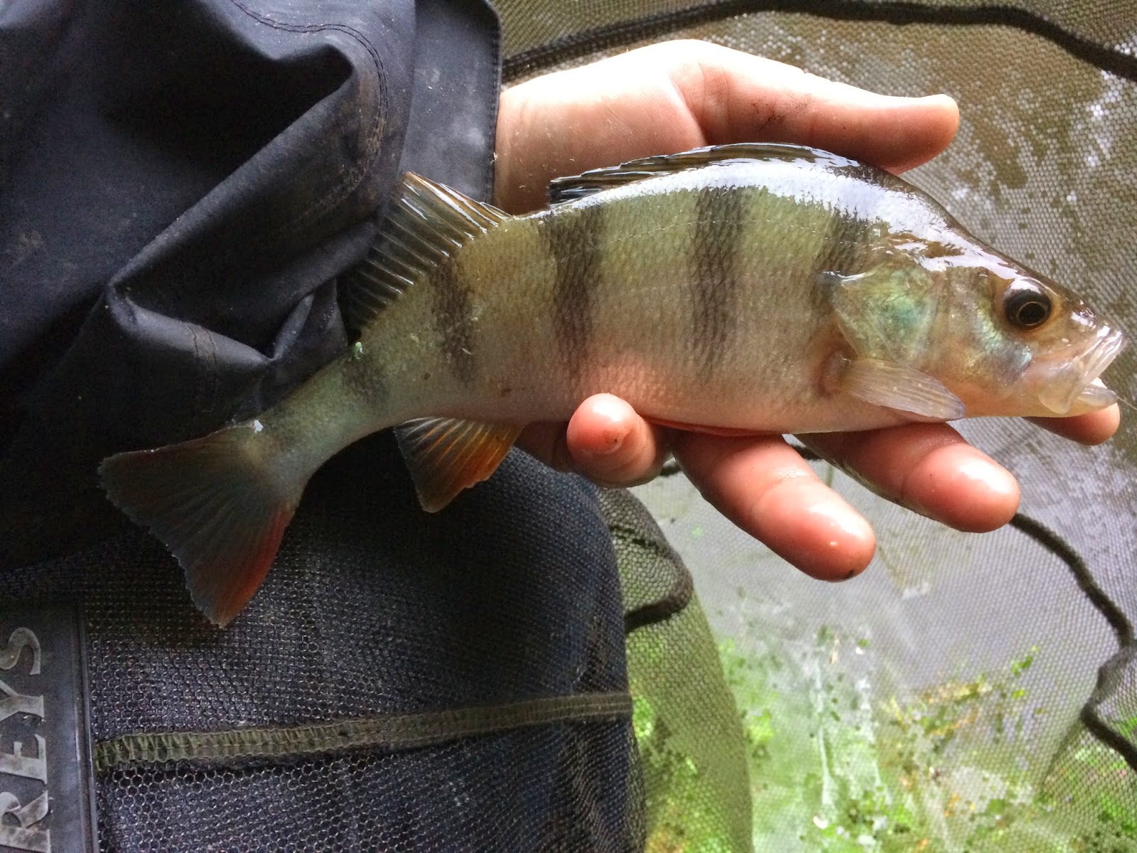 Danny's Angling Blog: River Dane Fishing: Perch Heaven and Exploration