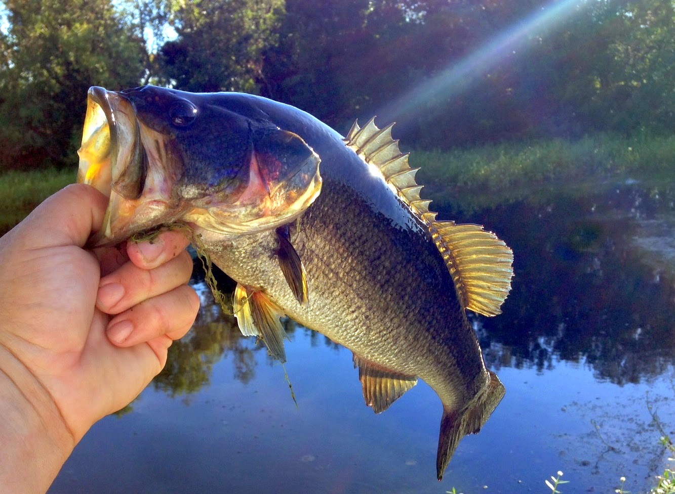 Top Water Charters Fishing Reports and News Beaufort Morehead City ...