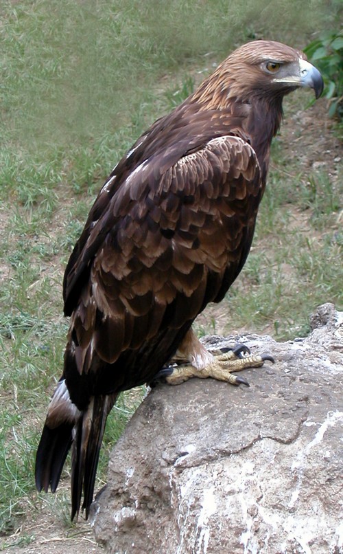 Biodiversidad Costa Granadina y ... (Fauna): Águila real (Aquila ...