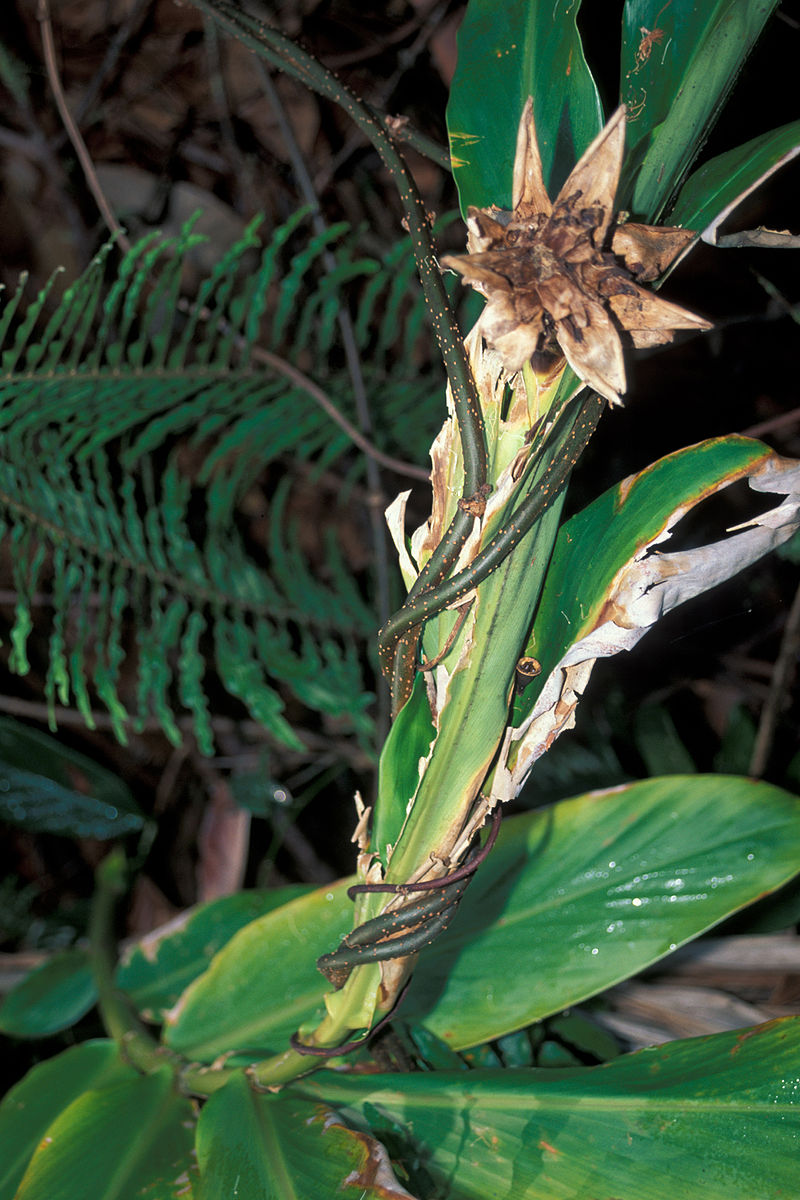NISIAFLORESTAPORLUISCARLOSFREIRE: Timbó: cheiros, cores, flores e ...