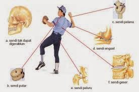 Jenis Jenis Sendi Pada Manusia ~ MIPA SD