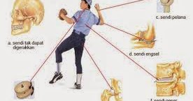 Jenis Jenis Sendi Pada Manusia ~ MIPA SD