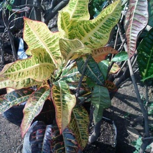 Tanaman Puring (Codiaeum variegatum) - Ganesha Flora Bali