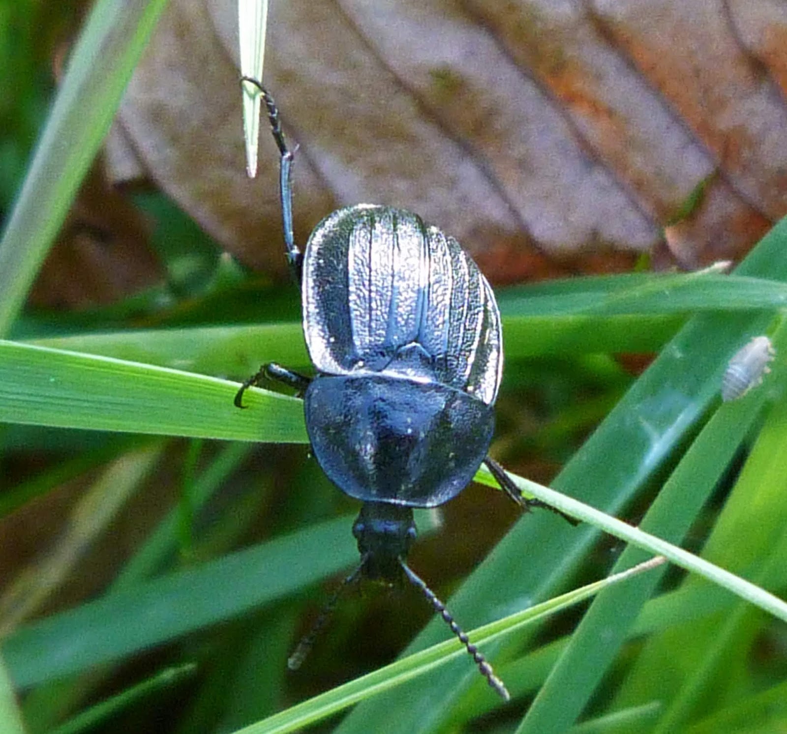 Insects of Scotland: Other Beetles