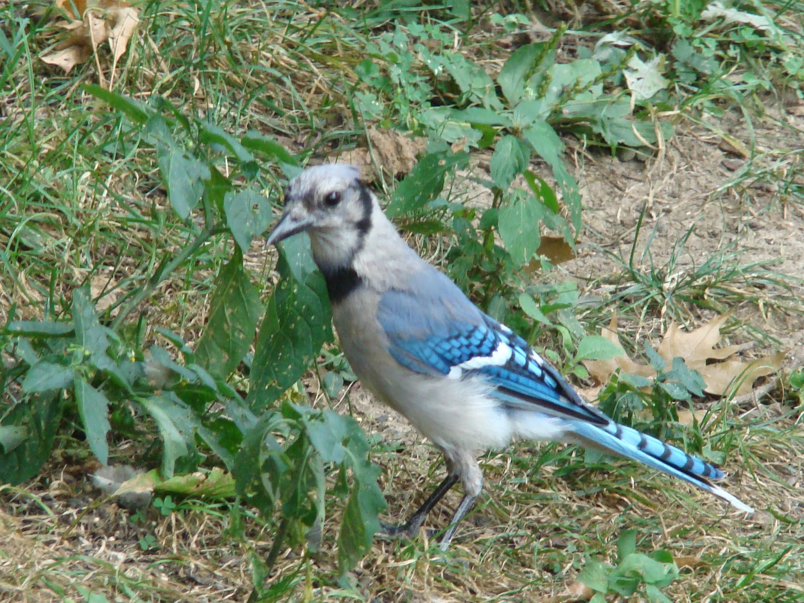 Wild life: Blue jay | wild birds