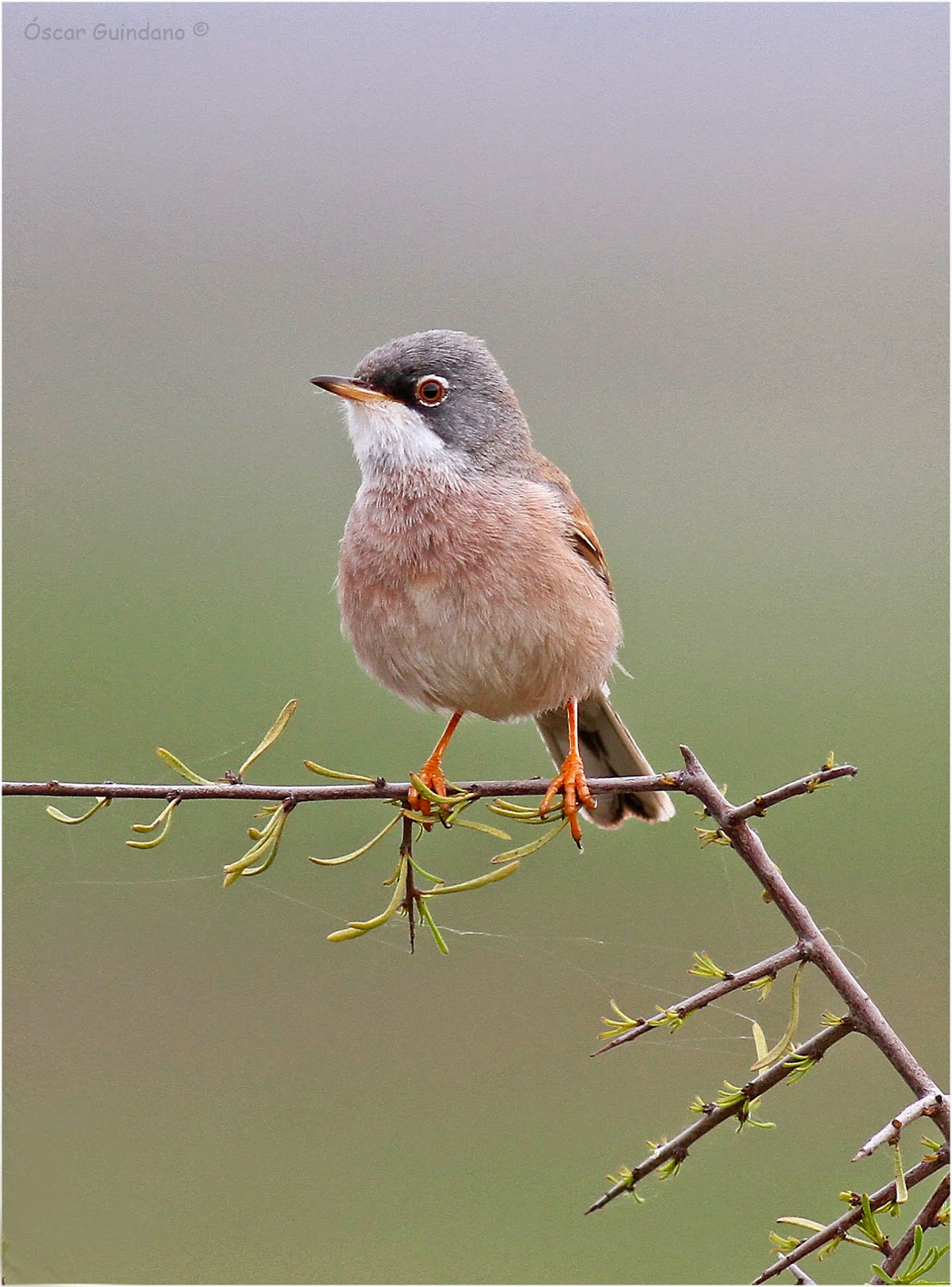 Navarra al natural: Currucas en Pitillas