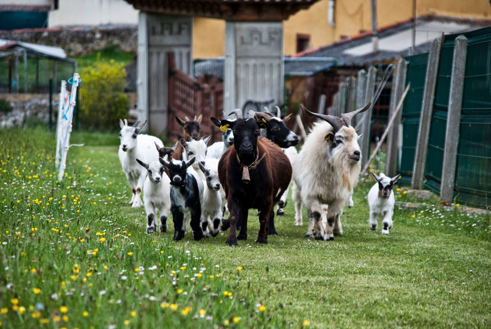 NUCLEO ZOOLOGICO TUERNES EL PEQUEÑO: CABRAS ENANAS