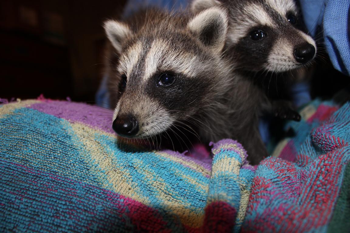 The Laughing Raccoon: It's raining raccoons!!