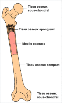 Le système immunitaire : Les bases fondamentales | Bio faculté