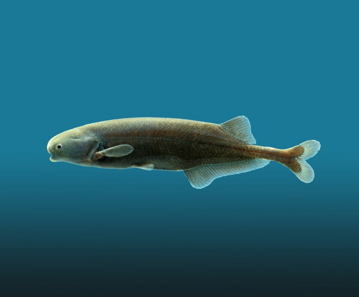 Fishes Images: Atlantic saury