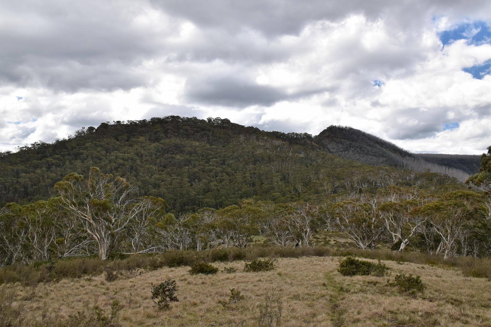 Goin' Feral One Day At A Time: Nobs Track to Chesters Yard, AAWT ...