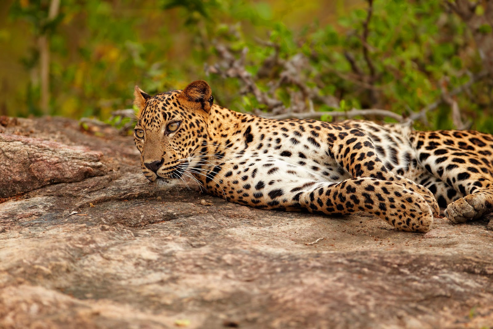 Sri Lankan Leopard | Beauteous Sri Lanka