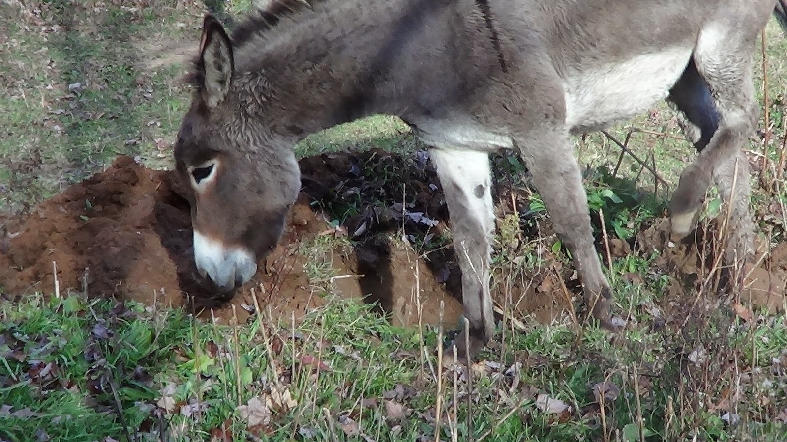 WATERFALL ROAD: DONKEY JENNY LOSES HER BABY