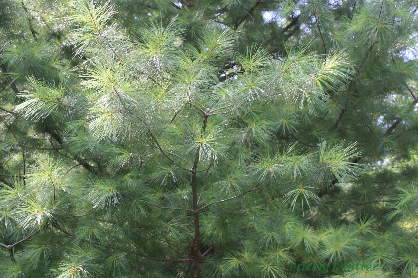 Prickly and Bitter: Mexican White Pines are better than our own White ...