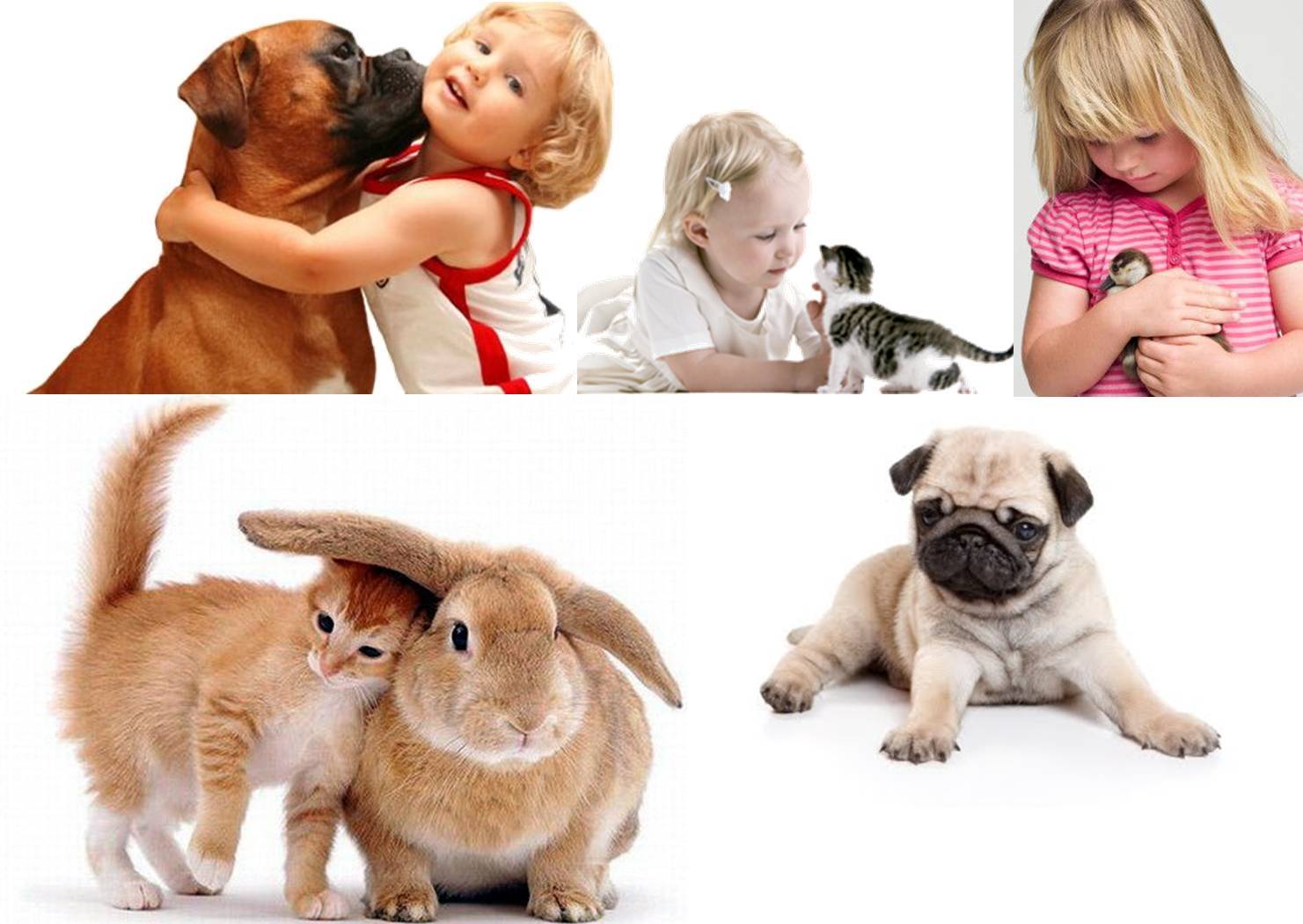 Divertido mundo animal: ANIMALES DOMÉSTICOS