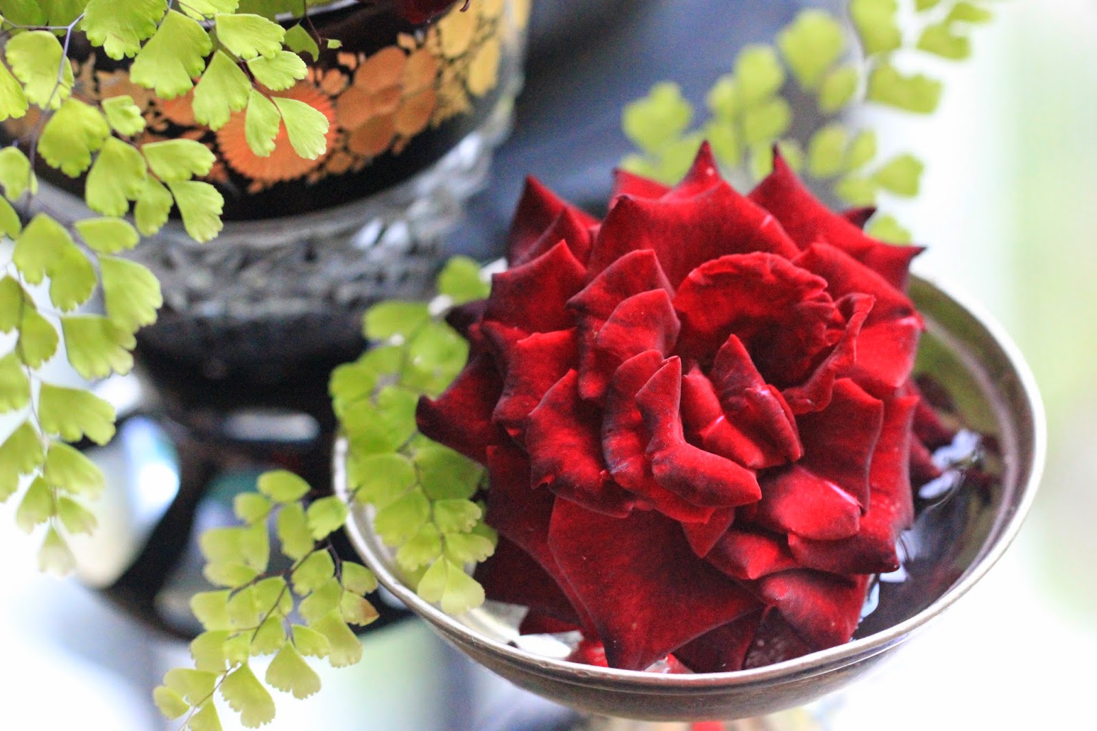 Romancing the Home: Black Bacarra Rose