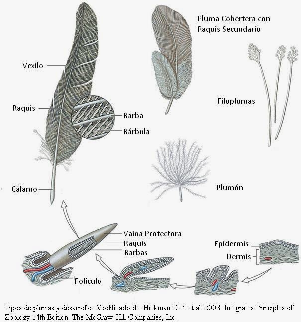 LA CIENCIA DE LA VIDA: Semana Santa Biológica IV. Las plumas de los Armaos
