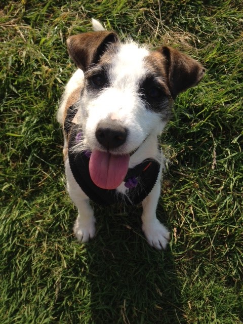 The Truth About Nats & Dogs