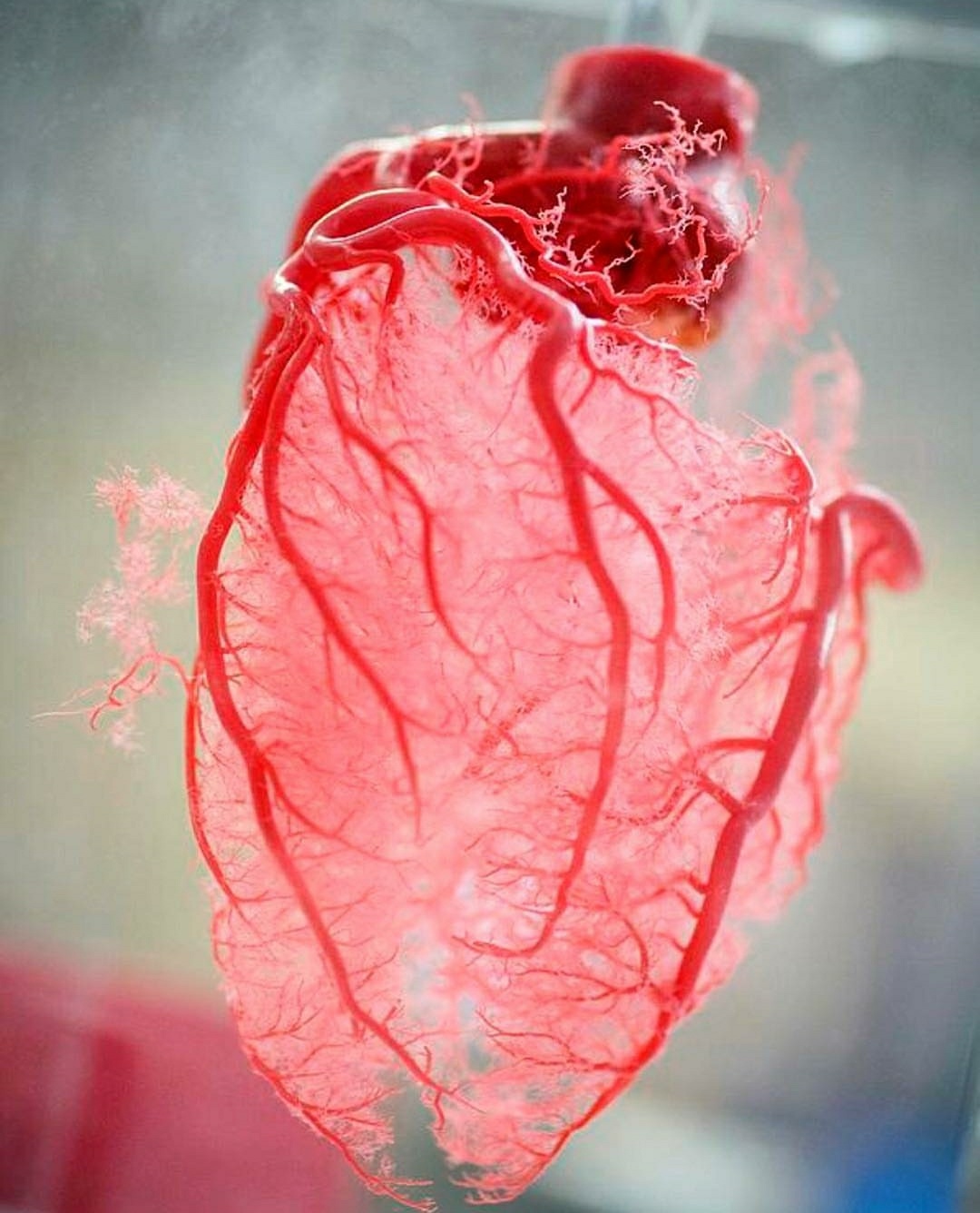 Daily Timewaster Resin Cast Of Human Heart Blood Vessels Was daily-timewaster-resin-cast-of-human-heart-blood-vessels-was