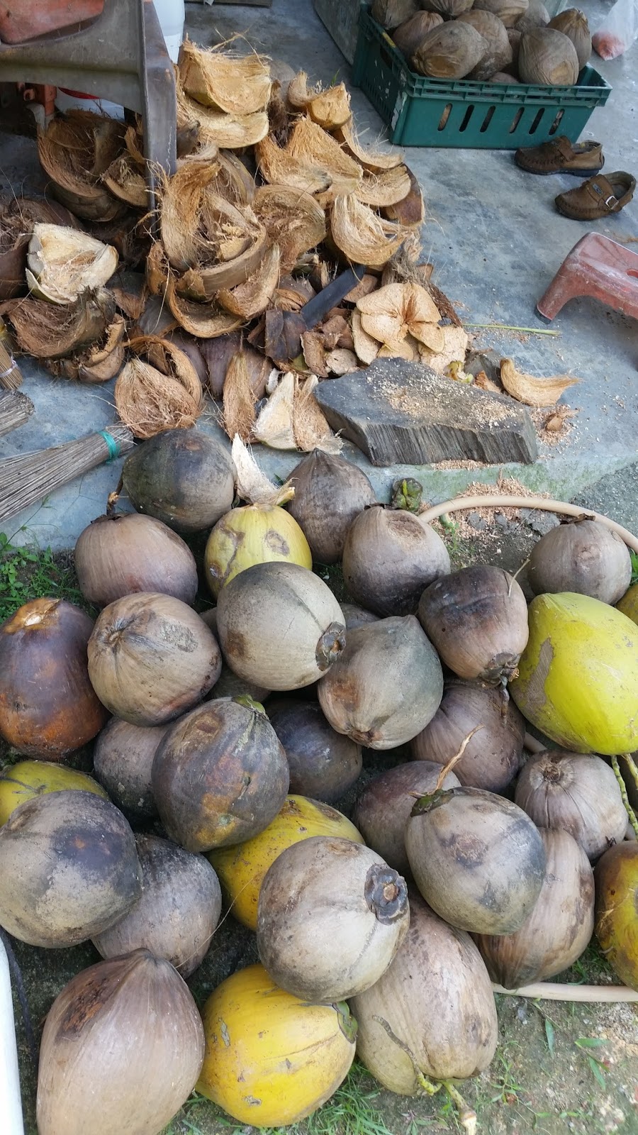 Warisan Petani: Buah Kelapa