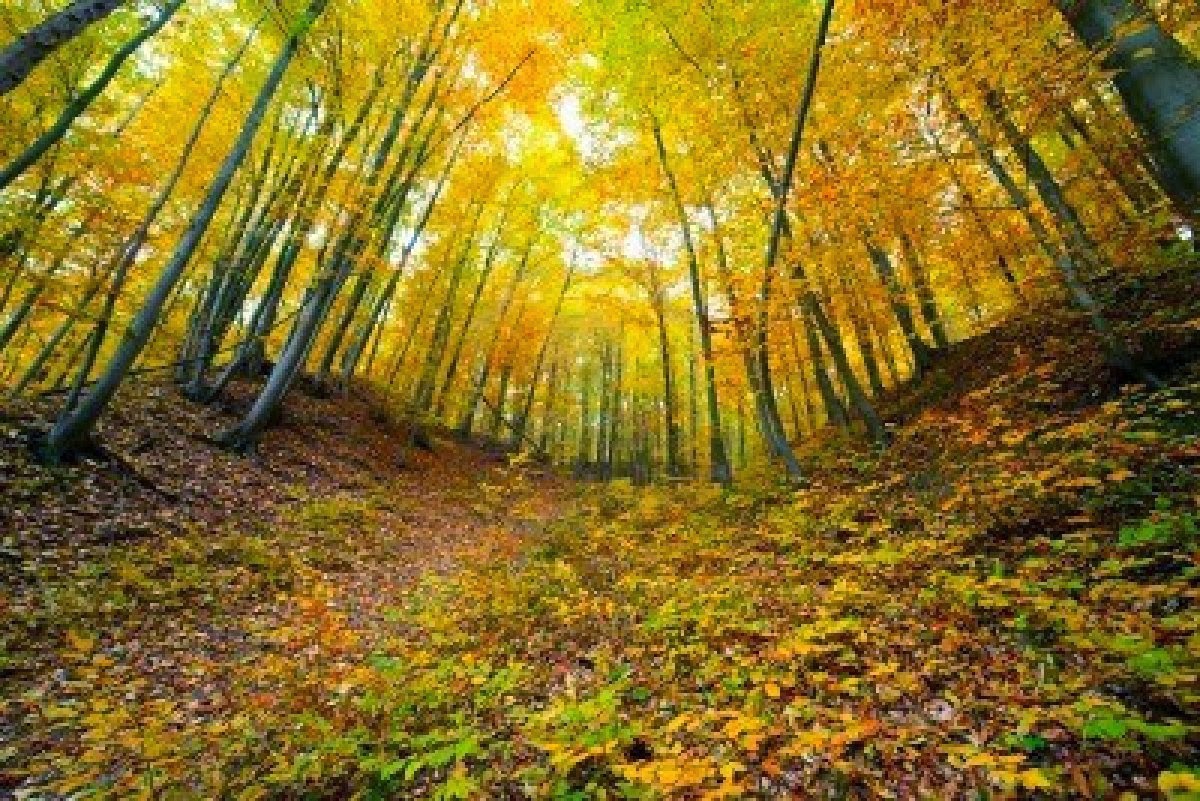 Temperate Deciduous Forest Landscape