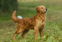 Such Good Dogs: Canine Body Posture