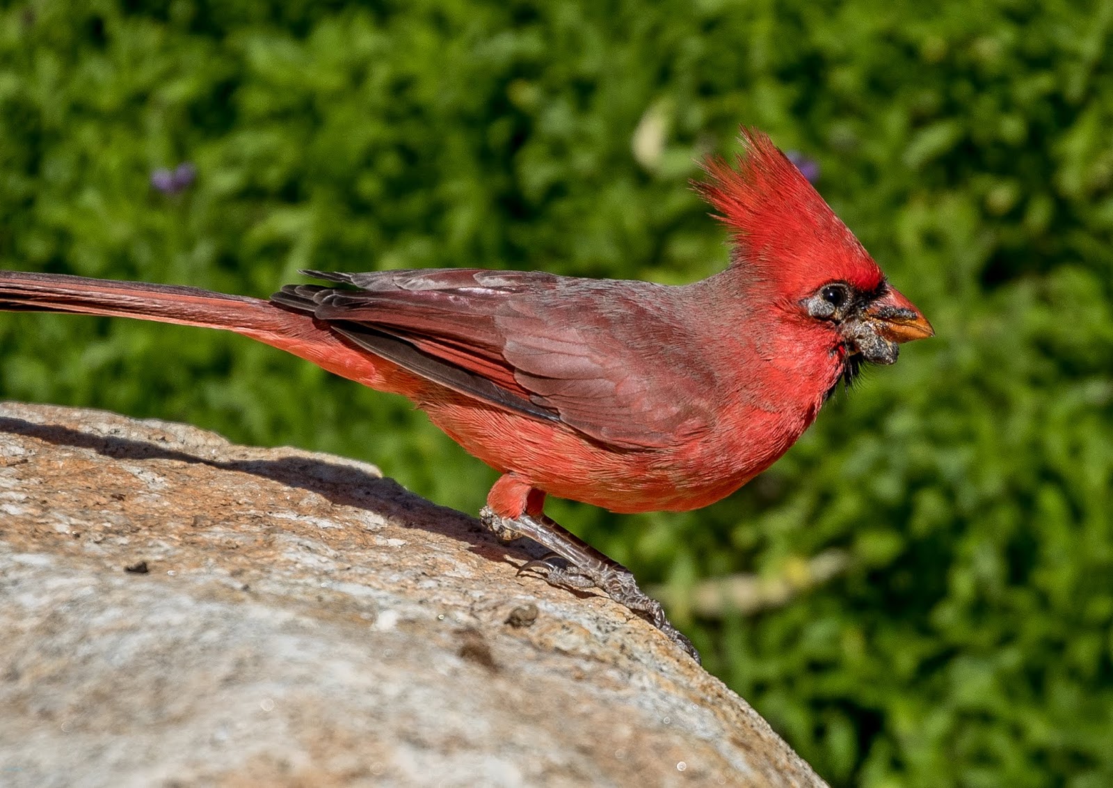 Feather Tailed Stories: Northern Cardinal southwest (diseased)