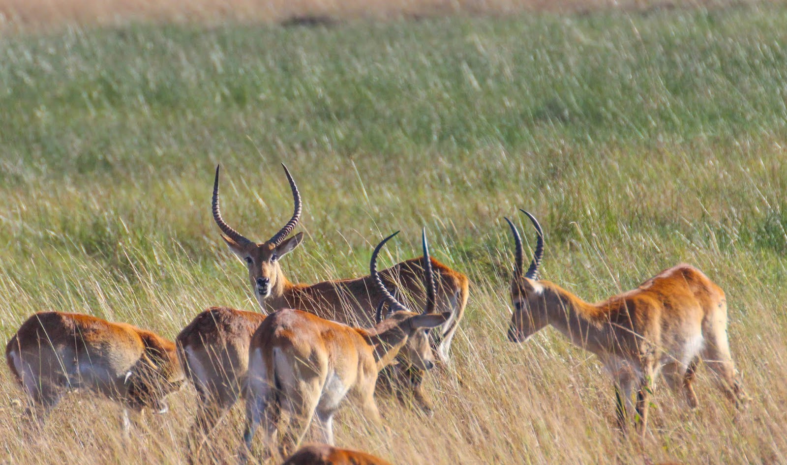 Cannundrums: Red Lechwe