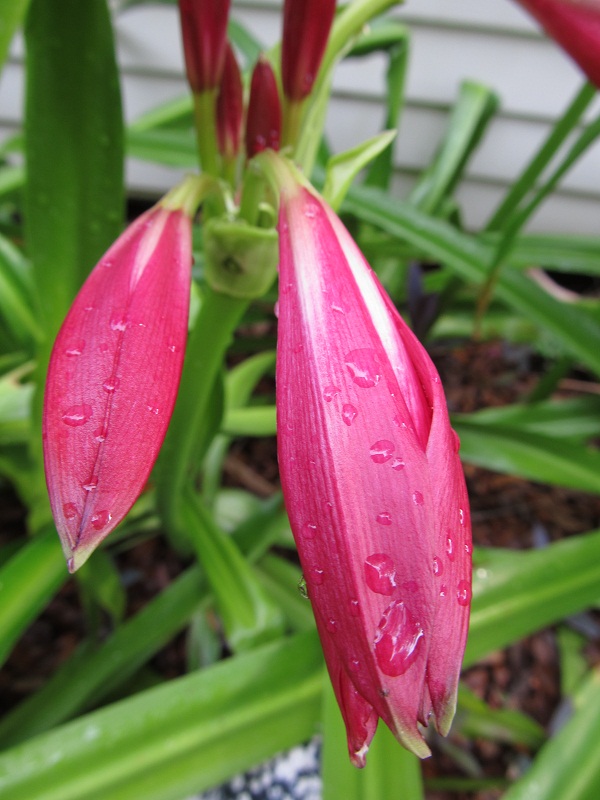 Wicked Gardener: Crinum Lilies
