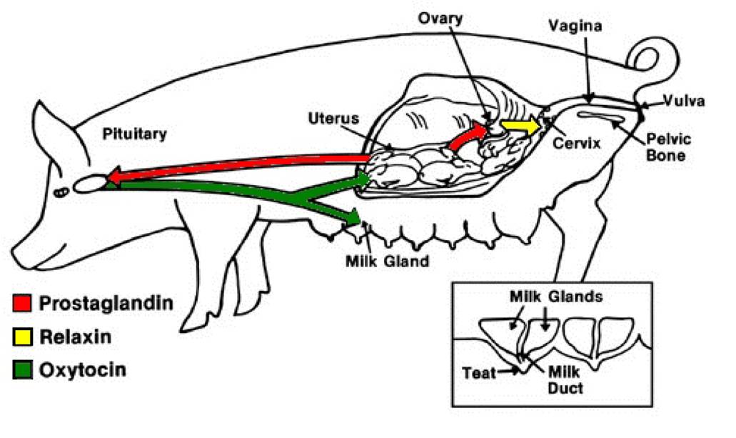 MASTITIS METRITIS AGALACTIA EN CERDOS