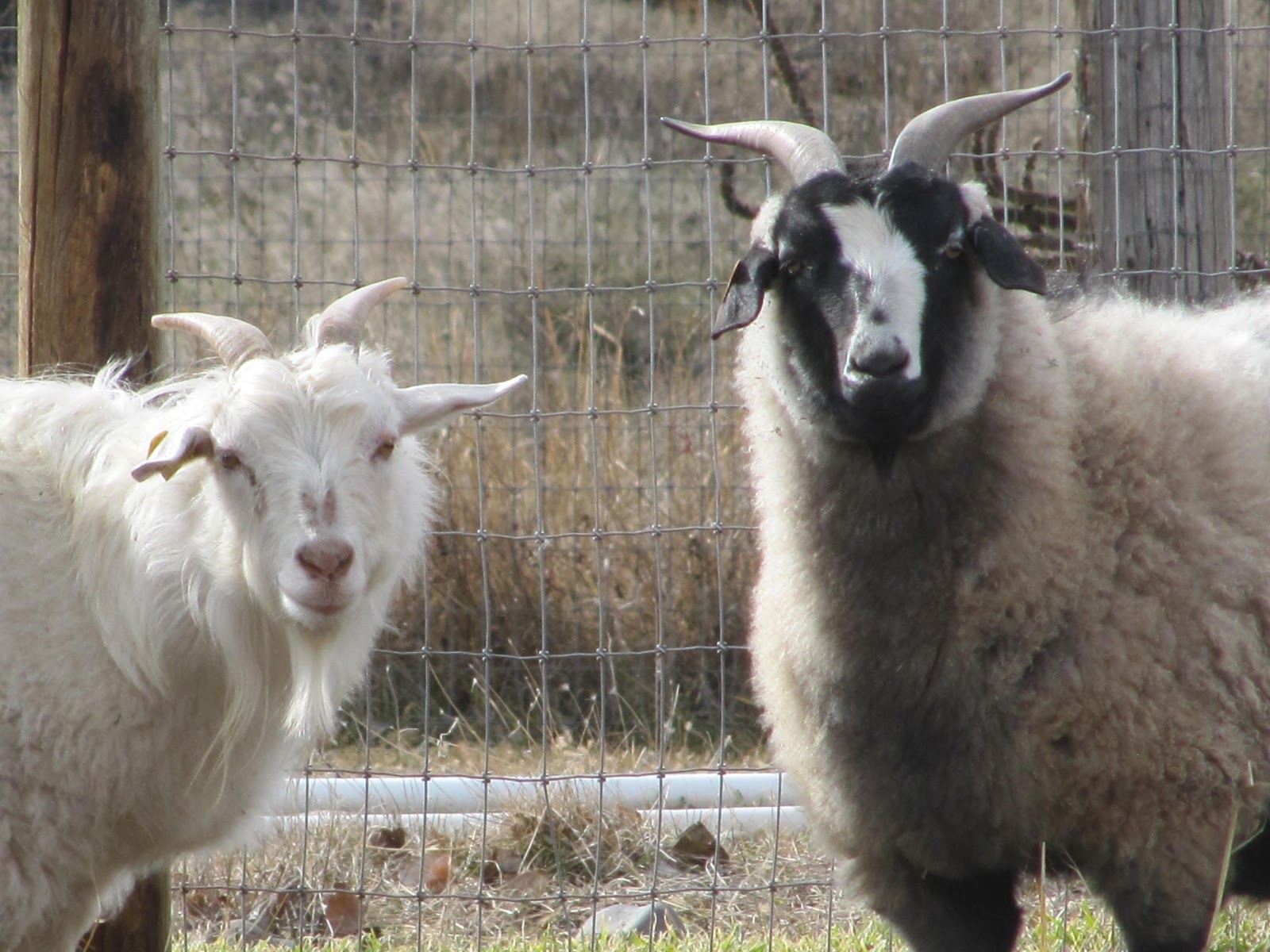 LIBERTY FARM CASHMERE GOATS: SISTERS, SISTERS