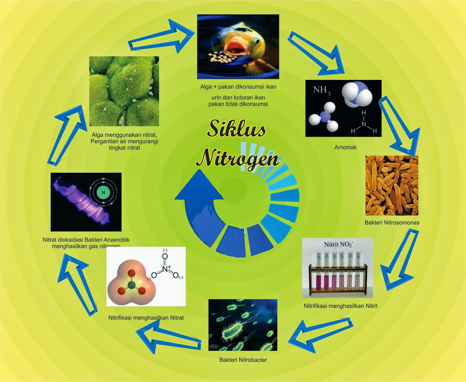 Siklus Nitrogen