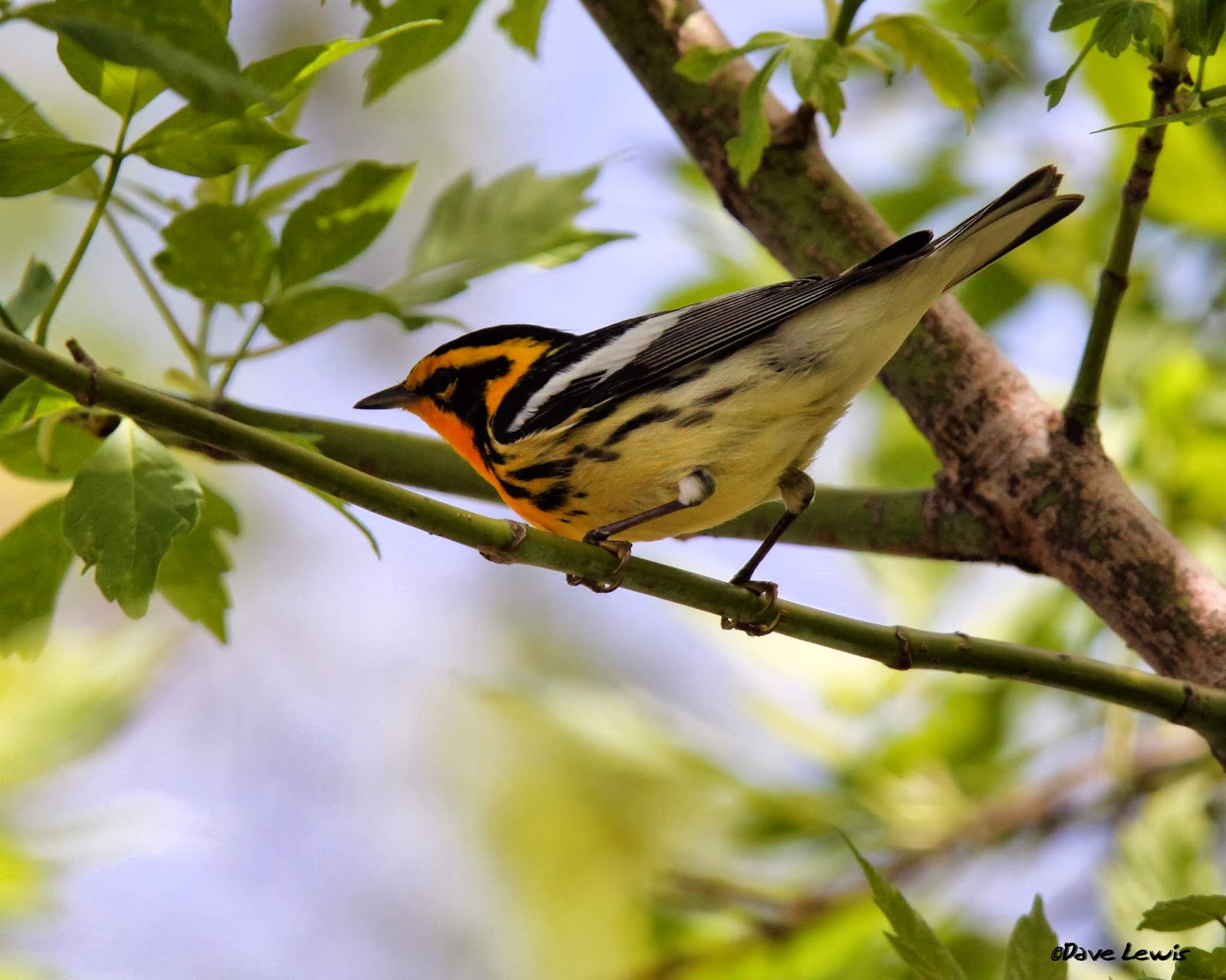 Birds from Behind : Time for a Reality Check...(not really...)