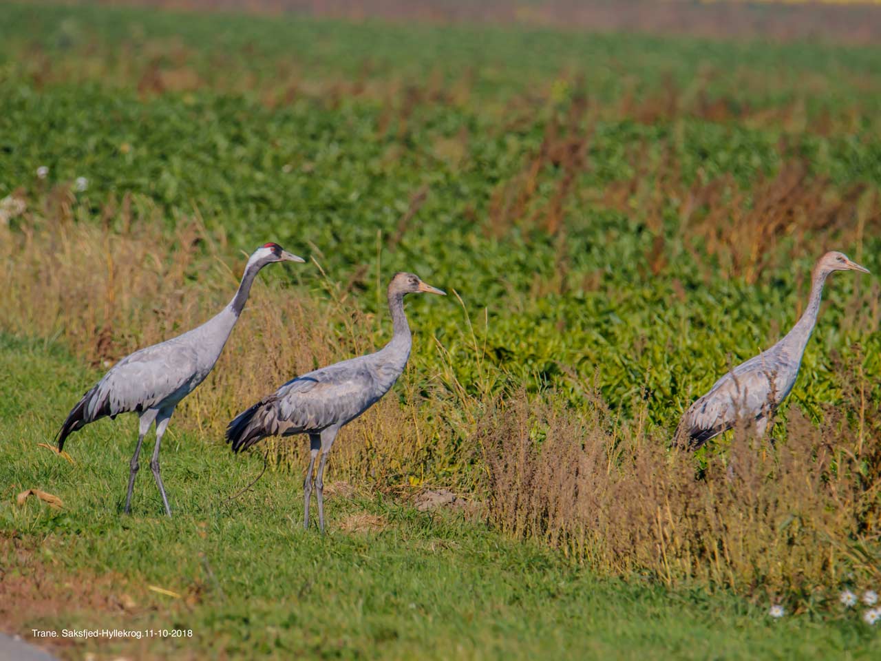 Fuglefoto: Trane. Saksenfjeld - Hyllekrog.