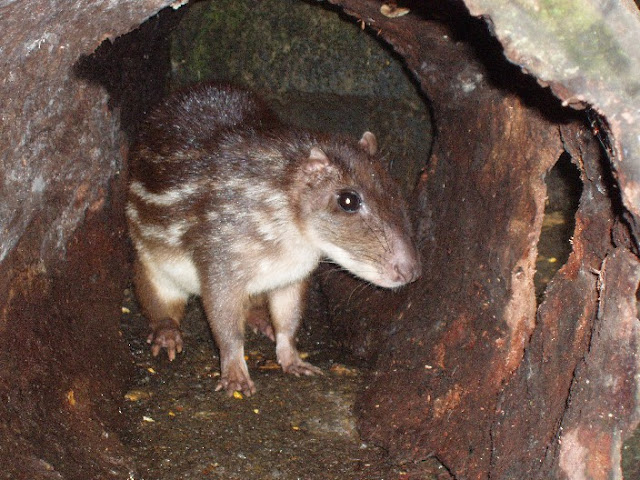 Uruguay y sus curiosidades-Uruguay and its curiosities: UNKNOWN RODENT ...