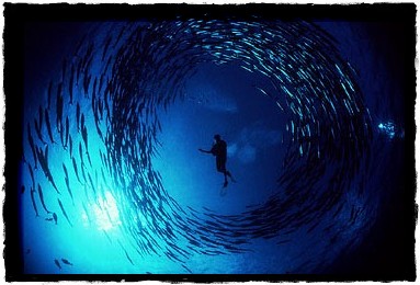 ! PALABRAS INTERESANTES, HERMOSAS, RARAS Y DIVERTIDAS: CARDUMEN ...