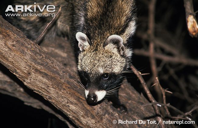 CIVET photos - wallpapers | the fun bank
