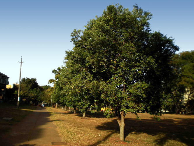 Oiti (Licania tomentosa) | Características Gerais do Oitizeiro