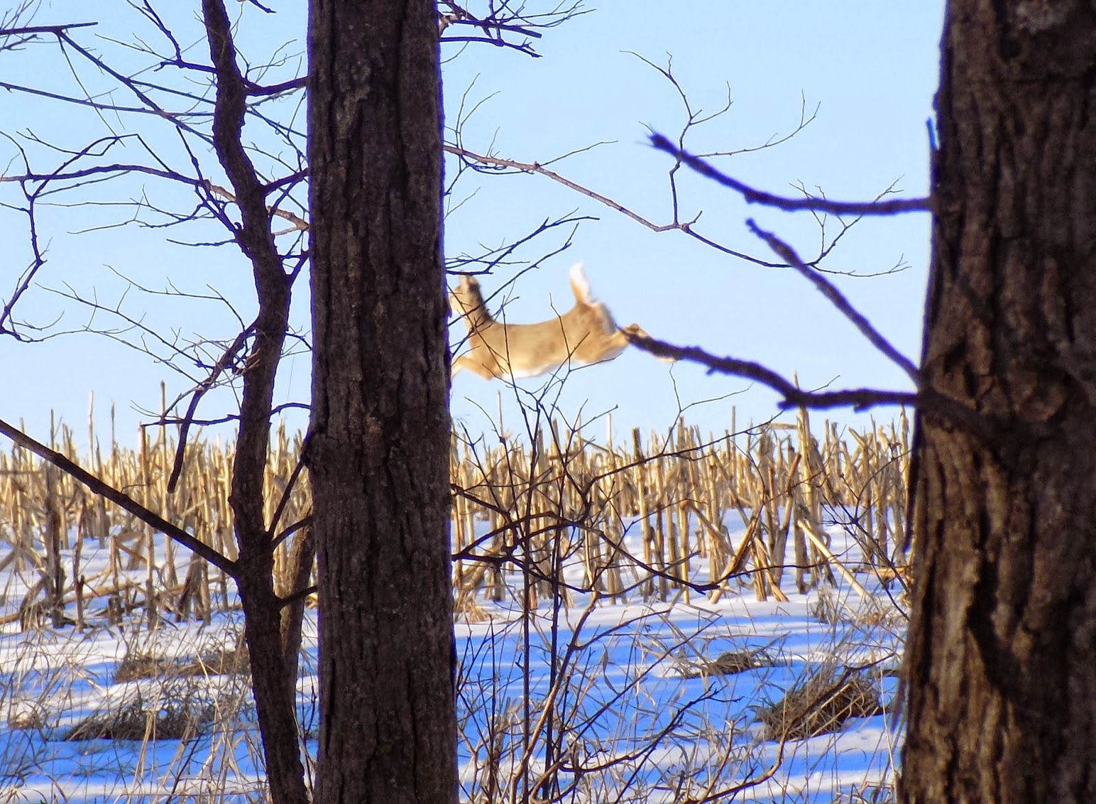 Wildlife Observation Photography Blog: 2/13/15 Observation