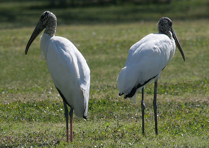 VIVENCIAS LLANERAS DEL ABUELO: Los Gabanes del Llano