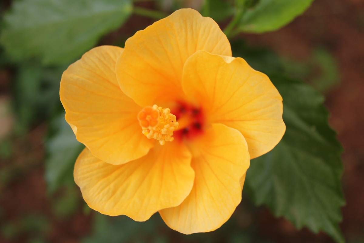 Life at Dharwad: Hibiscus Yellow