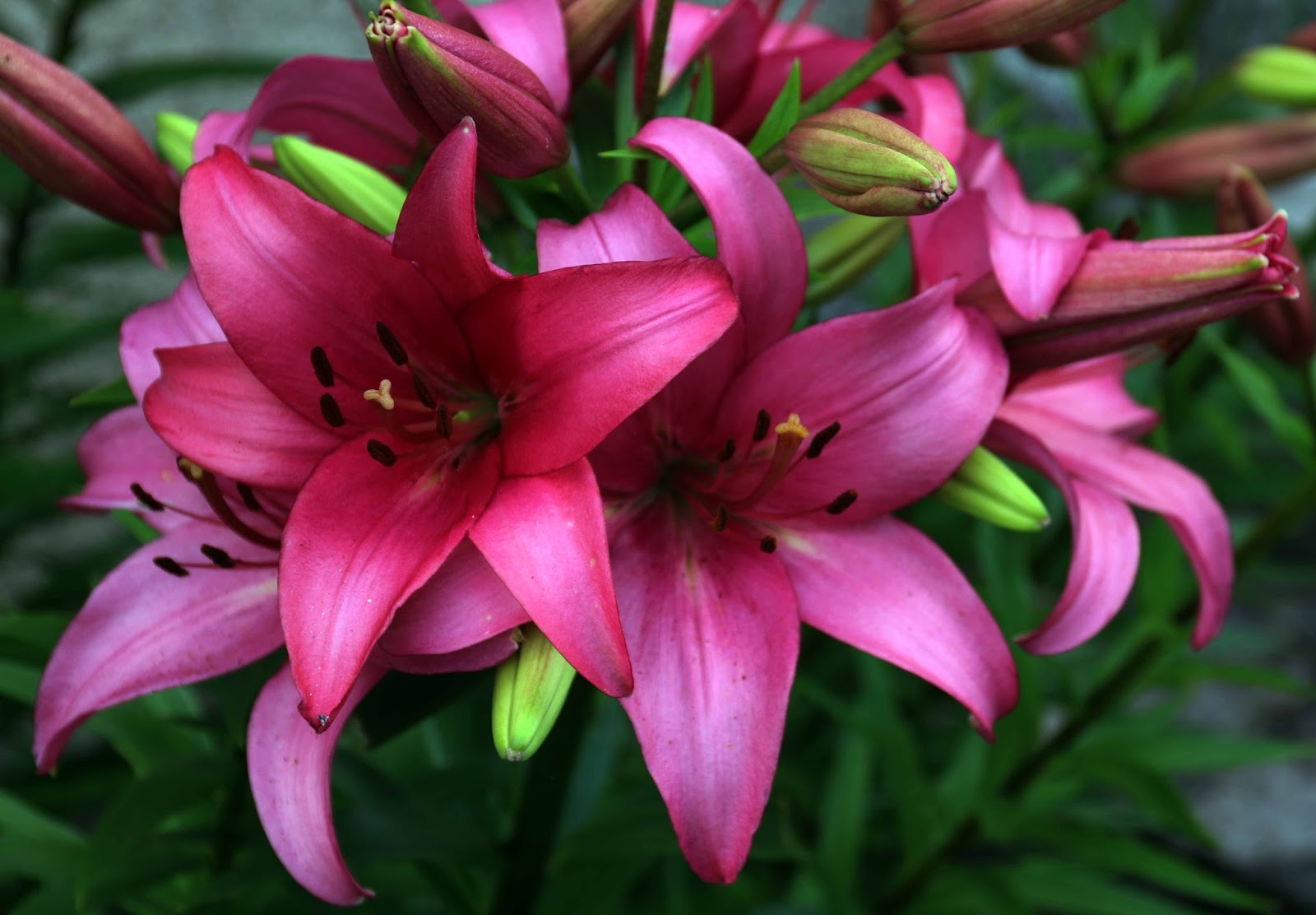 Imetabane on maailm: Lilled juulis