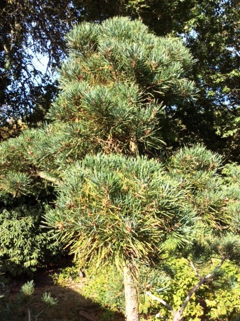 The Poodle Tree Experiment