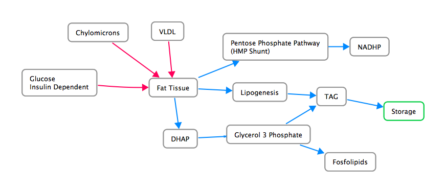 Links for Medical School: Well Fed and Fasting State