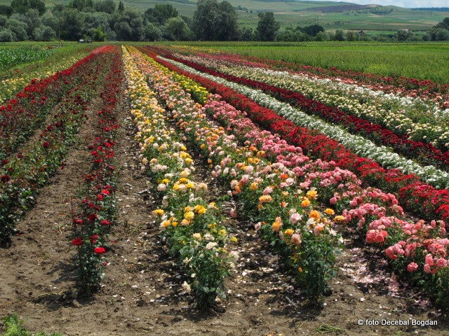 Capitala trandafirilor (homeland roses) CIUMBRUD, jud. ALBA