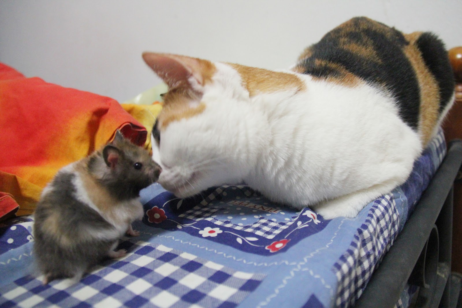 Natural PawPals: Cat and Hamster