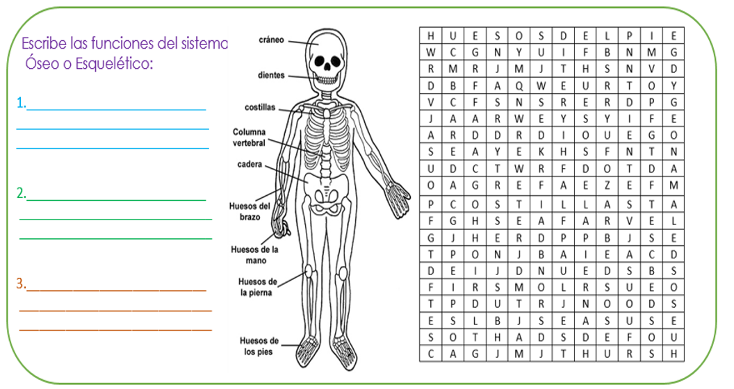 Fichas de Primaria: Ficha del sistema óseo